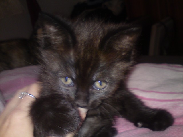 Mischling Kleinanzeigen | Mischling Annoncen | Mischling Inserate ...