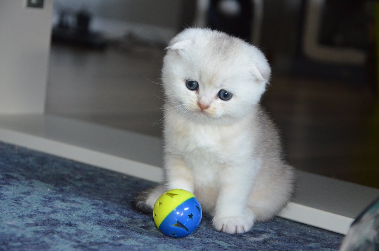 Wunderschöne Babykatze Silver Shaded | katzen-kleinanzeigen.net